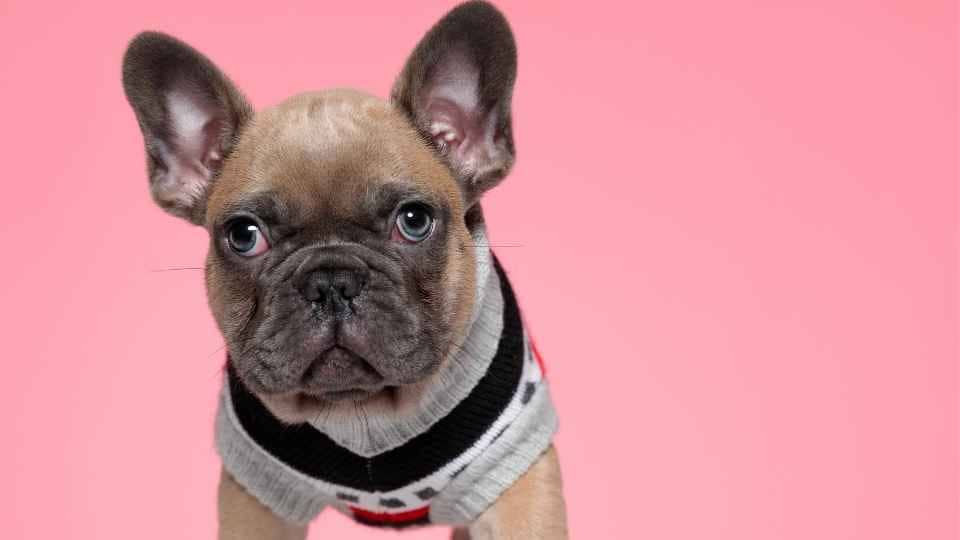 Page 3 of 3 for The Frenchie Blog | Ethical Frenchie